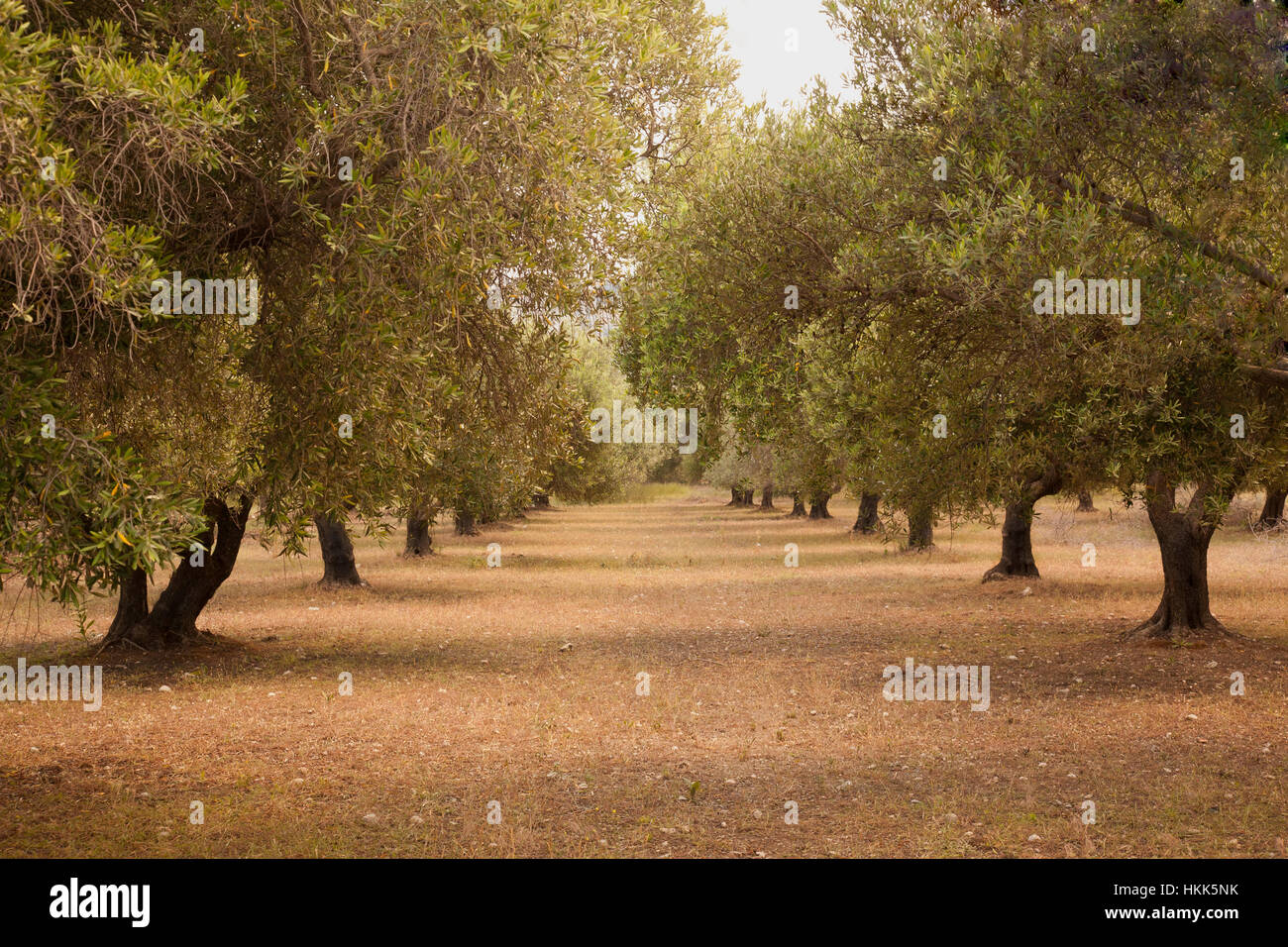 Olive growing tradition hi-res stock photography and images - Alamy