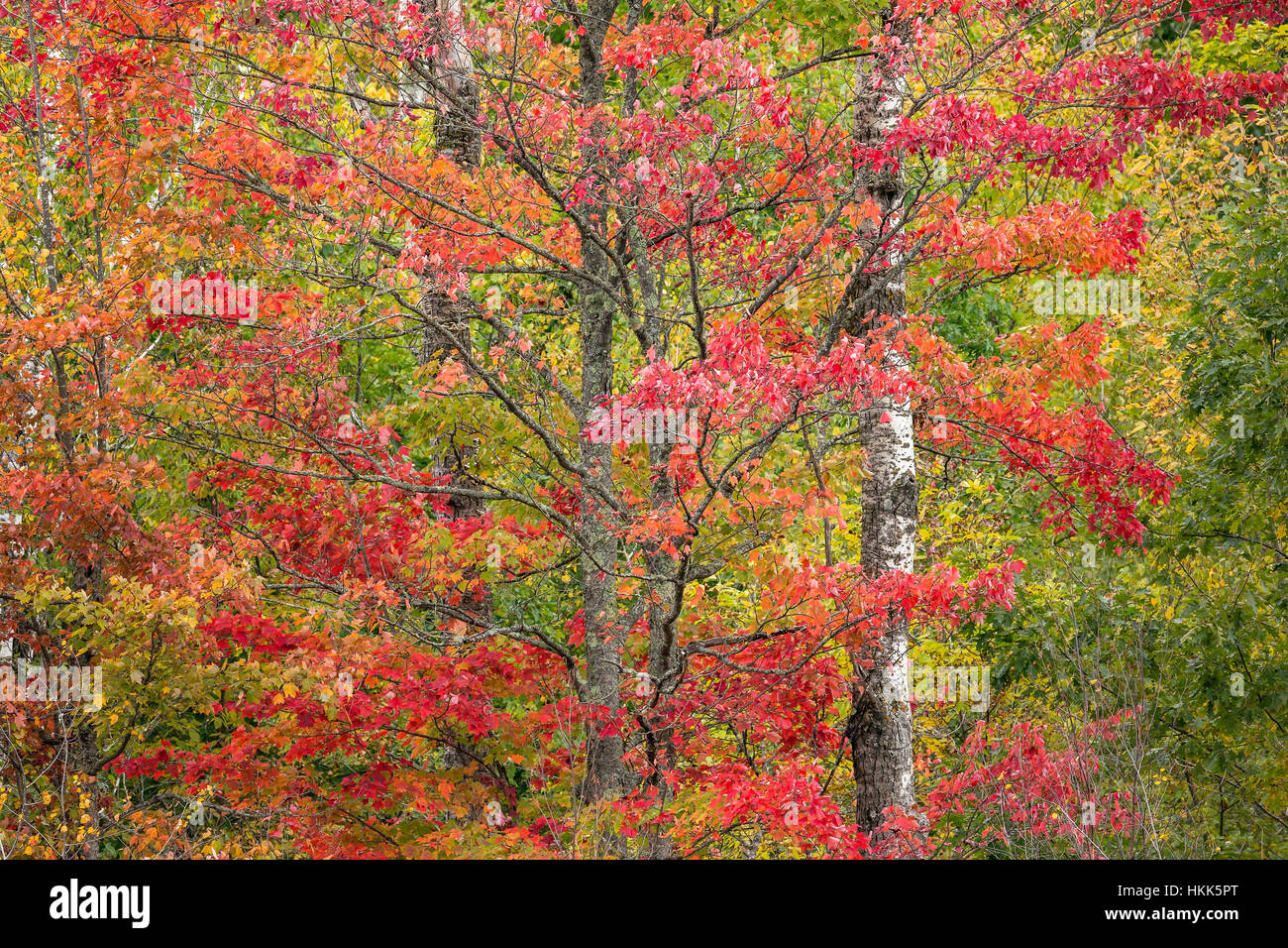 Northwoods Wisconsin Fall Stock Photos & Northwoods Wisconsin Fall ...