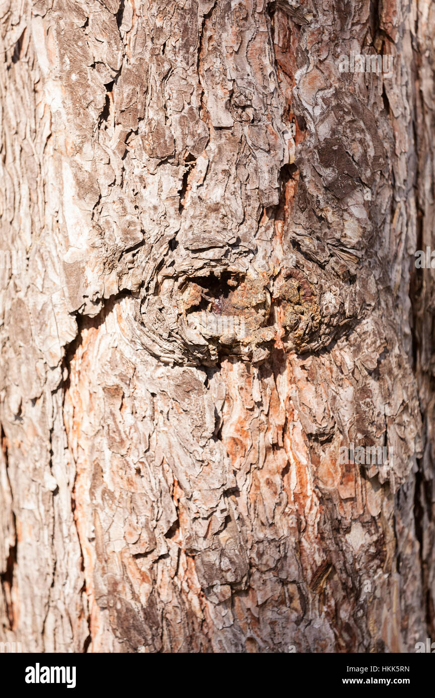 tree bark in nature, note shallow depth of field Stock Photo - Alamy