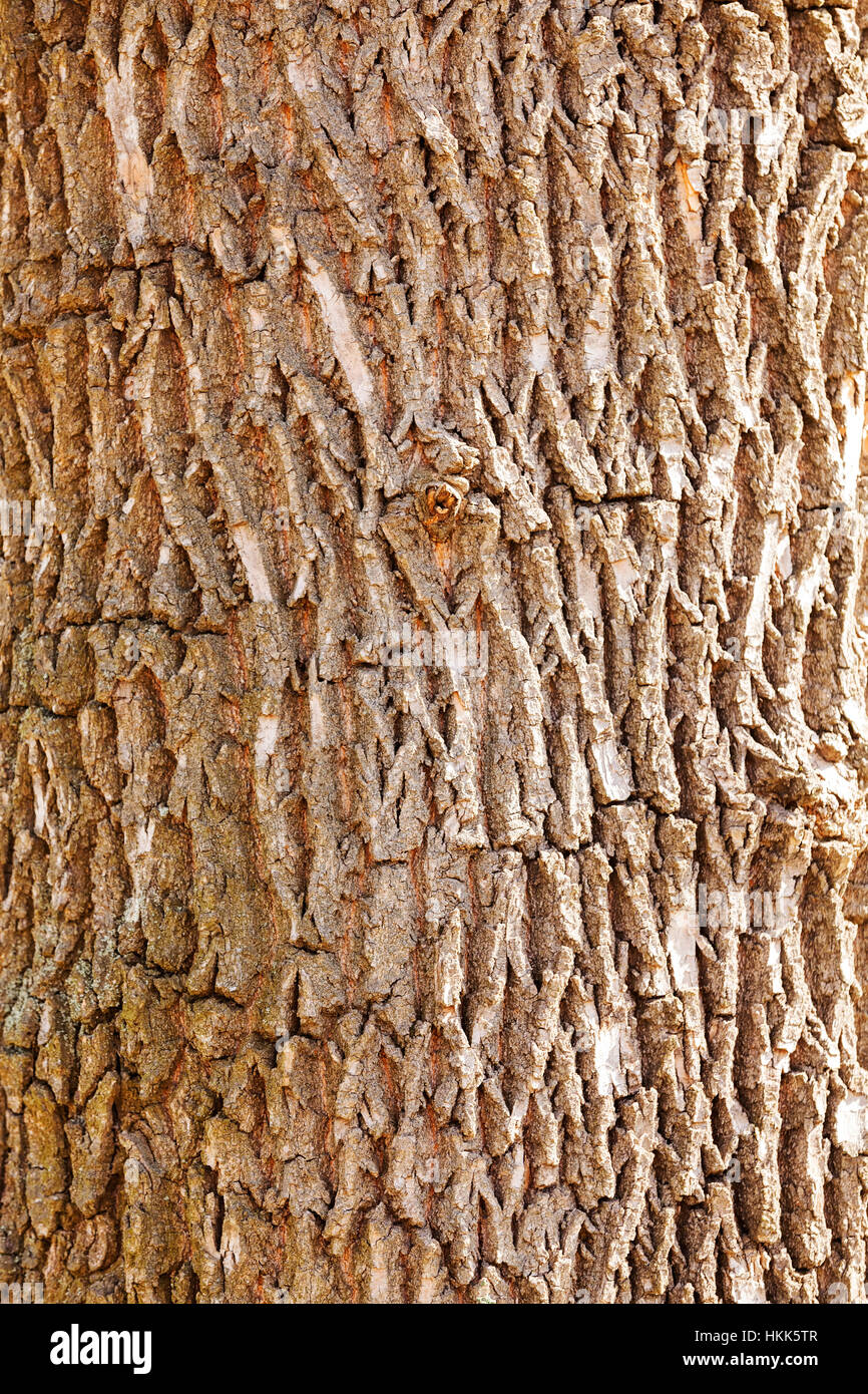 tree bark in nature, note shallow depth of field Stock Photo - Alamy