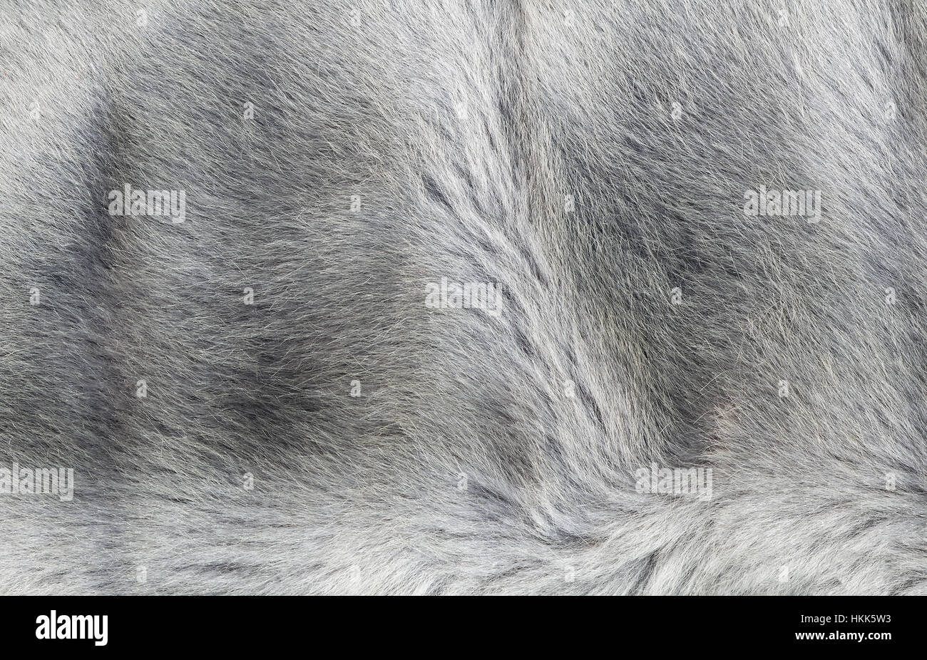 Wolf fur texture background gray hi-res stock photography and images ...