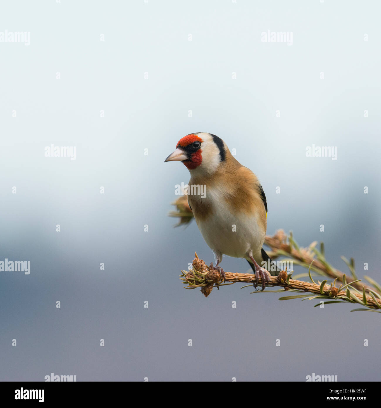 Silver finch hi-res stock photography and images - Alamy