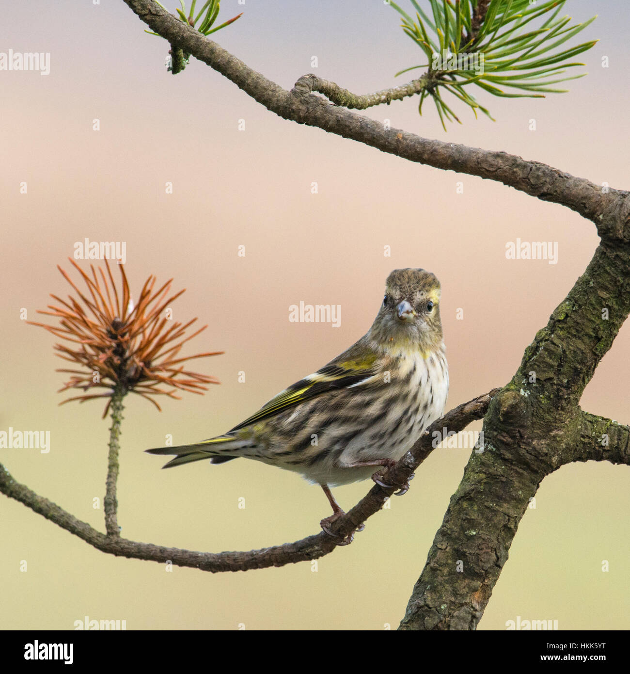Female pine siskin hi-res stock photography and images - Alamy