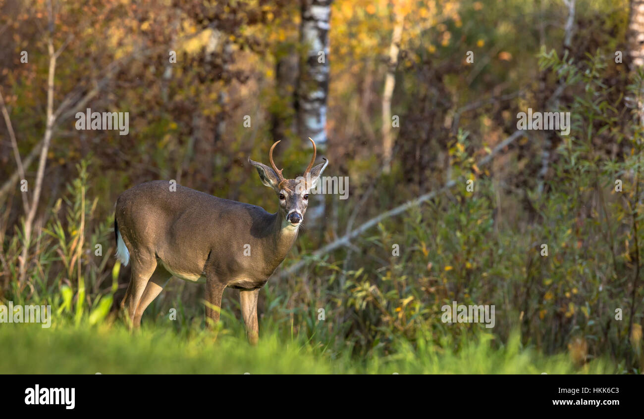 Yearling deer with antlers hi-res stock photography and images - Alamy