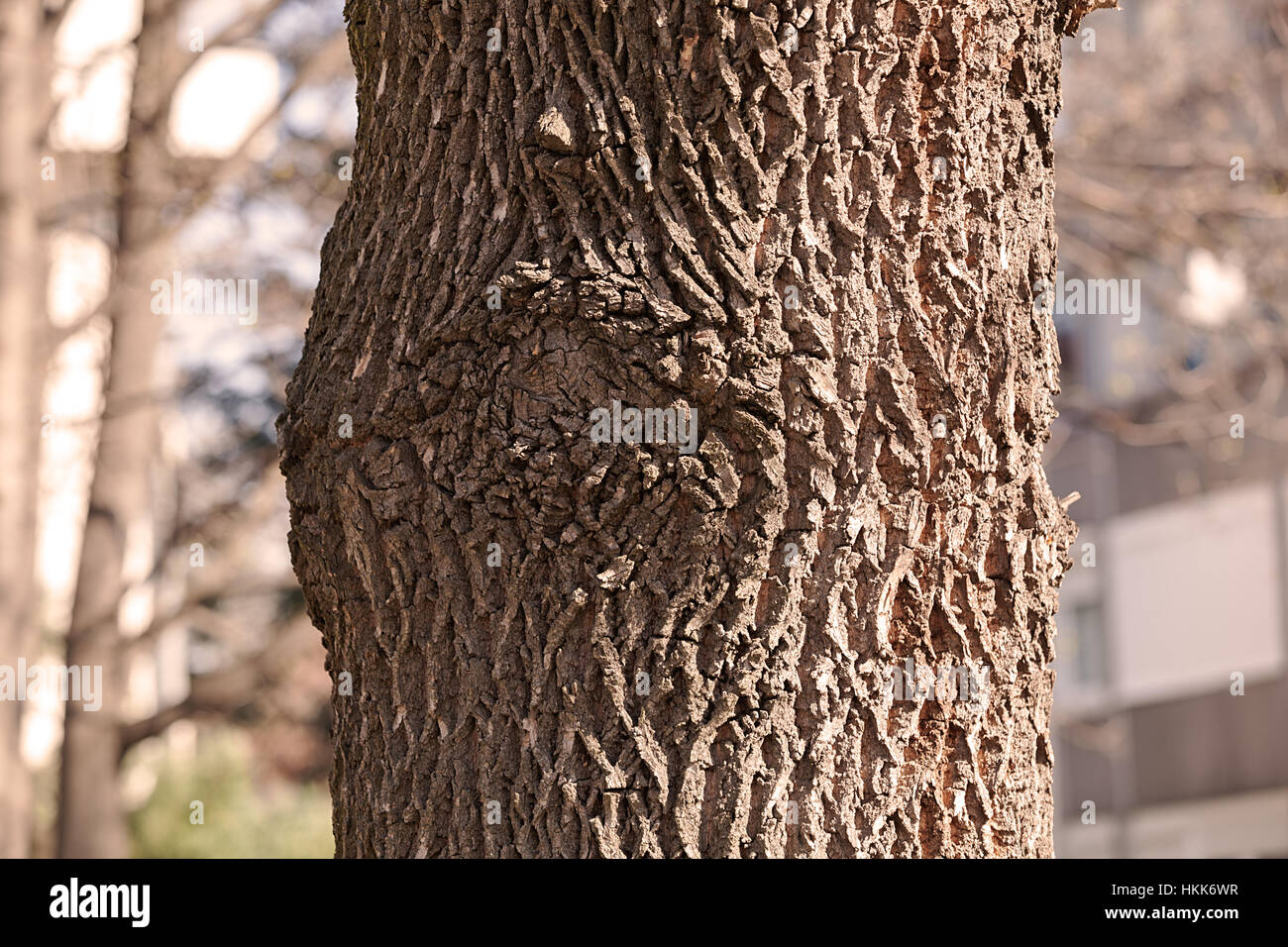 tree bark in nature, note shallow depth of field Stock Photo - Alamy