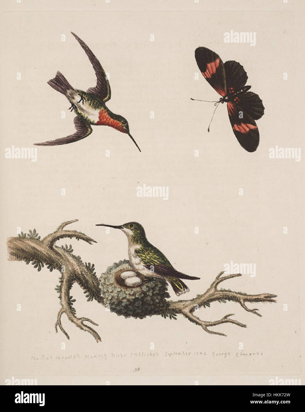 This painting by George Edwards depicts the Archilochus colubris ...