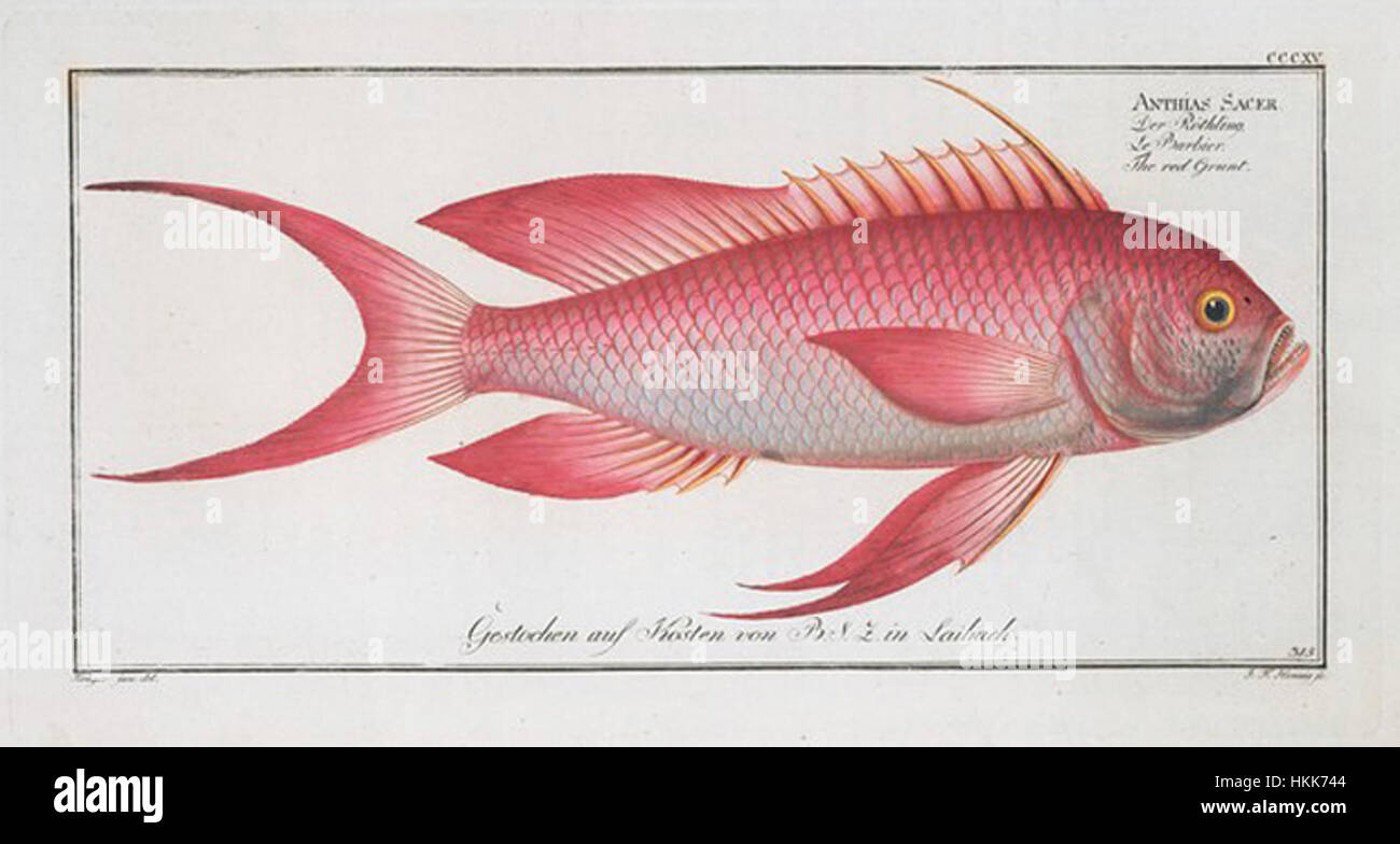 Fishs striking appearance hi-res stock photography and images - Alamy
