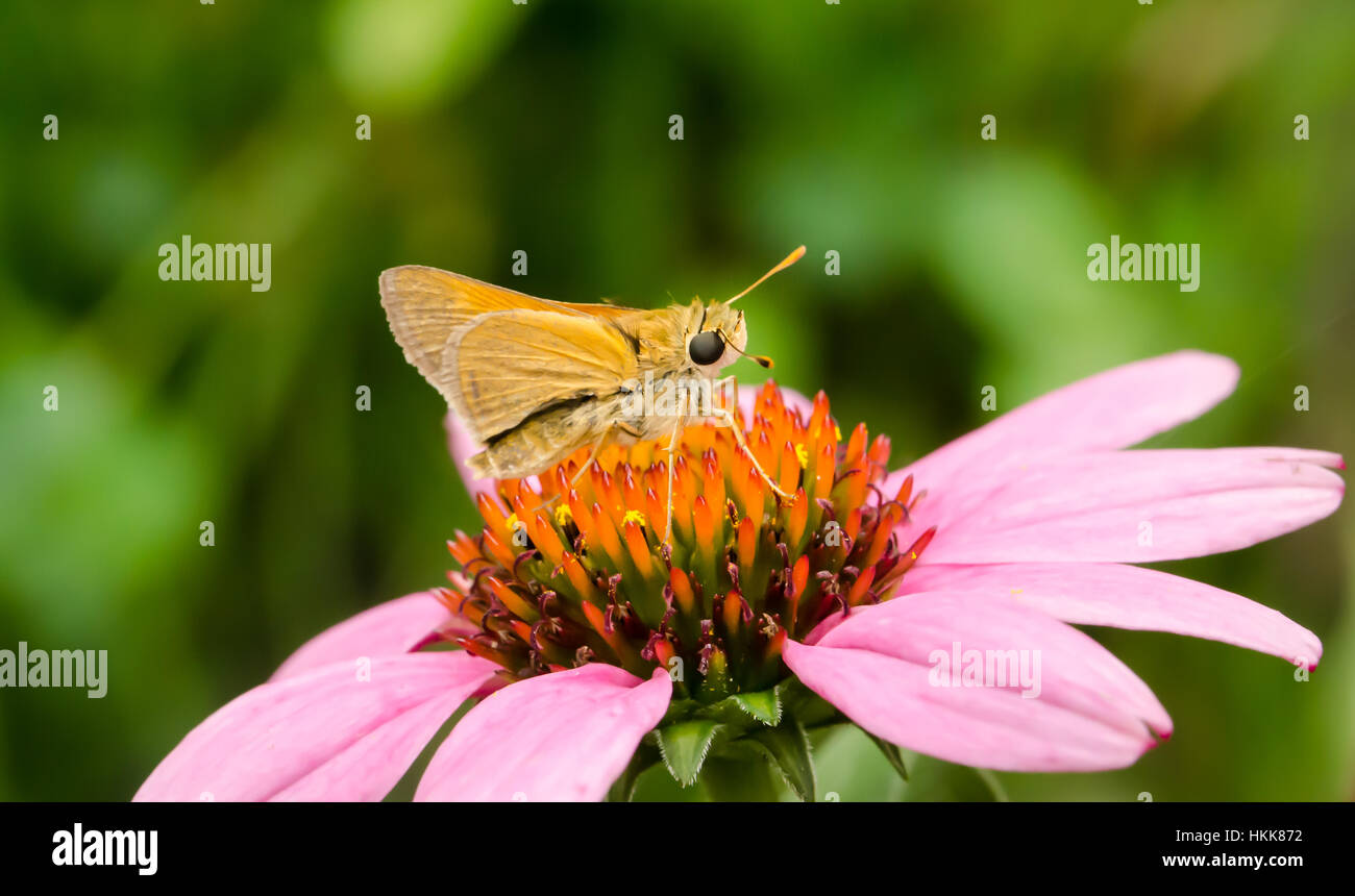 Insects on petals hi-res stock photography and images - Alamy