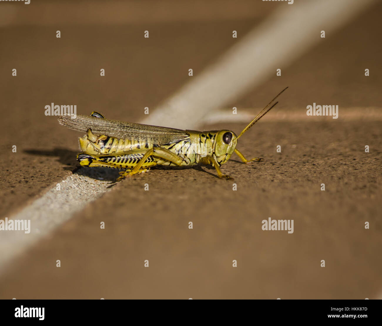 Grasshopper life hi-res stock photography and images - Alamy