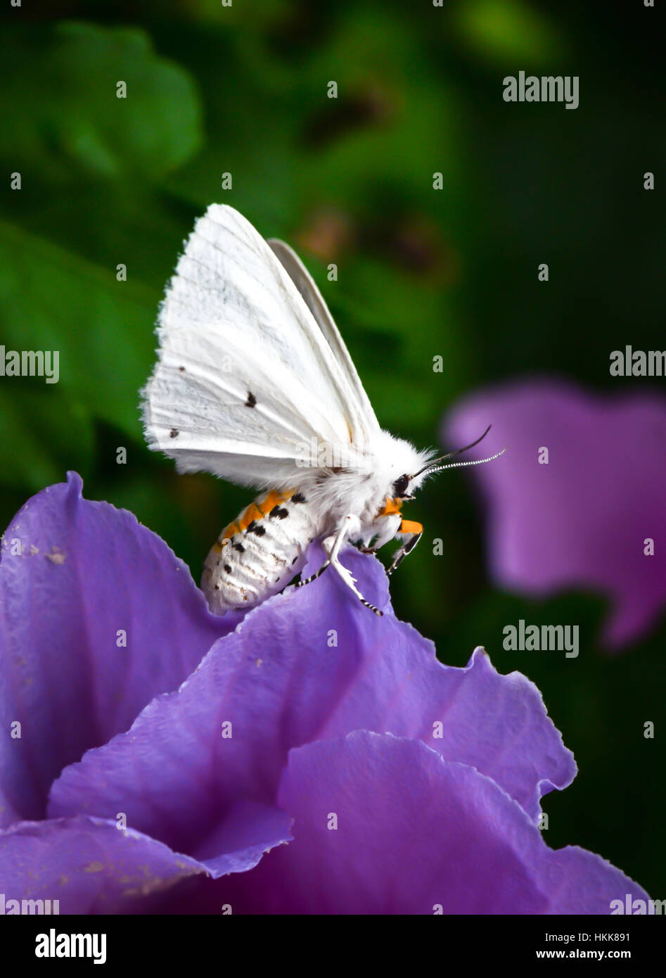 Moth white moth hi-res stock photography and images - Alamy
