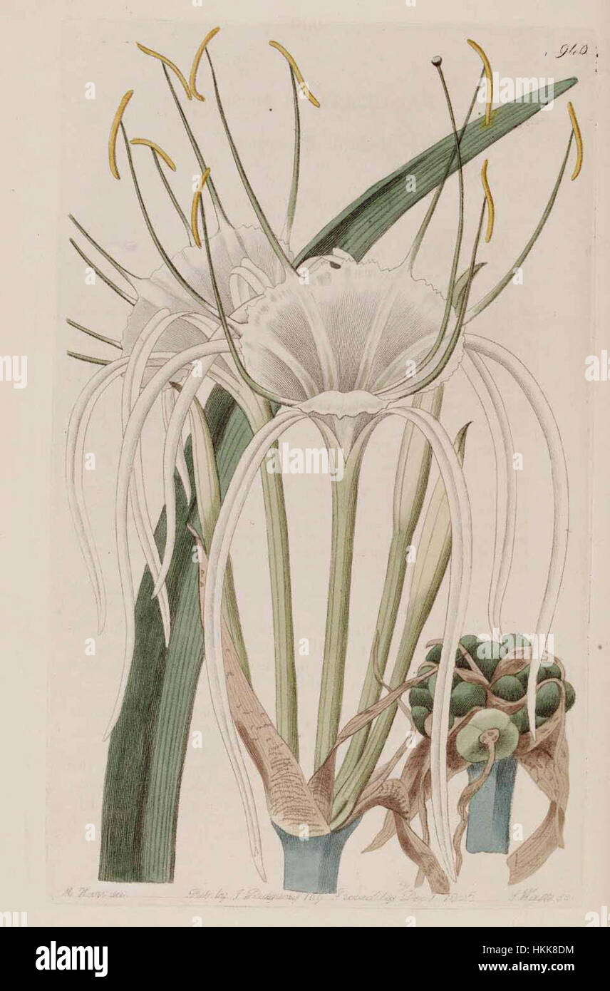 The painting titled '940 Hymenocallis harrisiana' depicts the striking ...