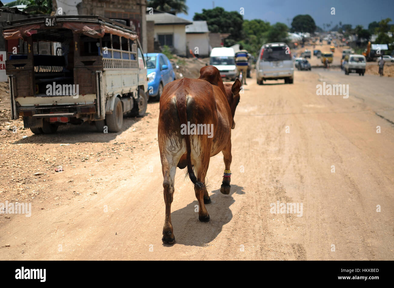 Zanzibar, Tanzania. 5th Mar, 2016. A cow can be seen on the streets of ...
