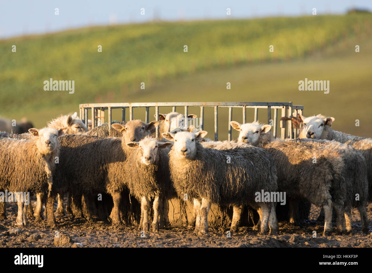 Sheep muddy field hi-res stock photography and images - Alamy