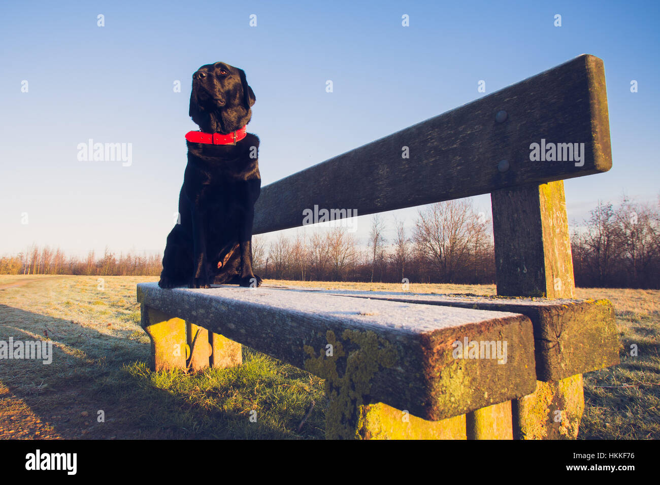 Black labrador retriever with a collar hi-res stock photography and ...