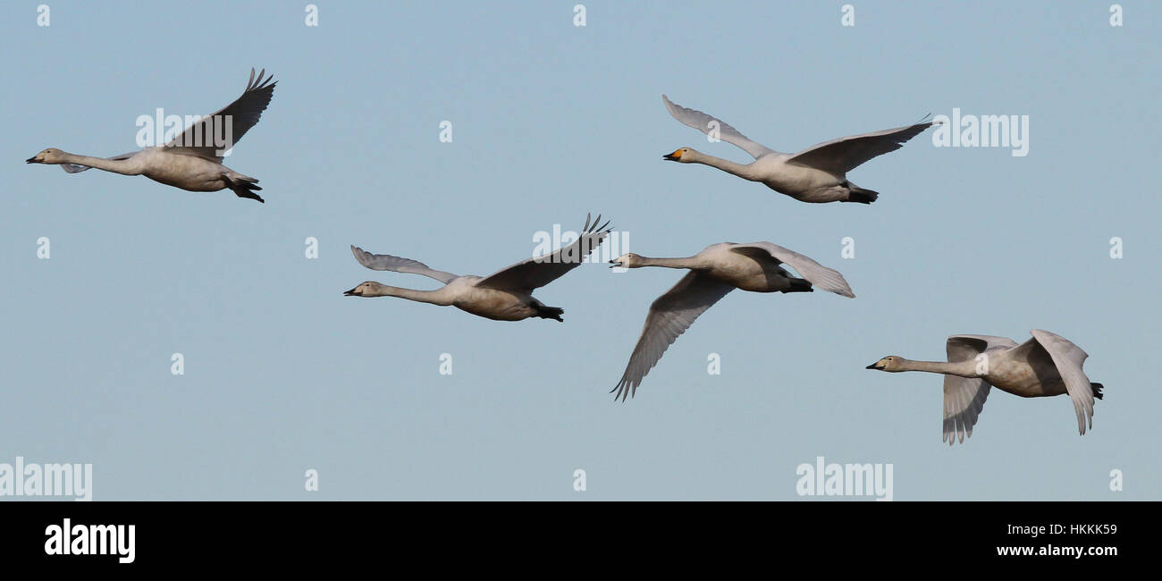 Whooper swans northern ireland hi-res stock photography and images - Alamy