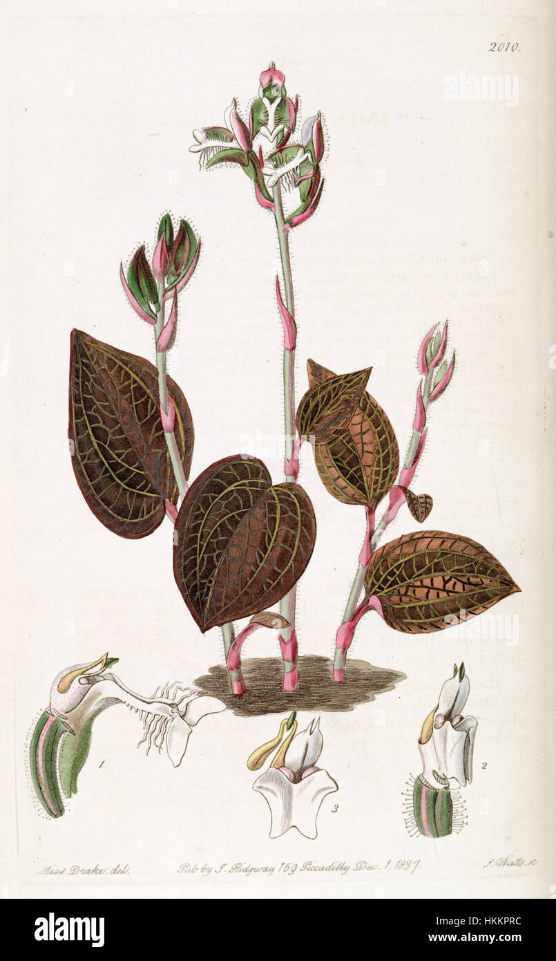 This botanical illustration of Anoectochilus setaceus, from Edwards ...