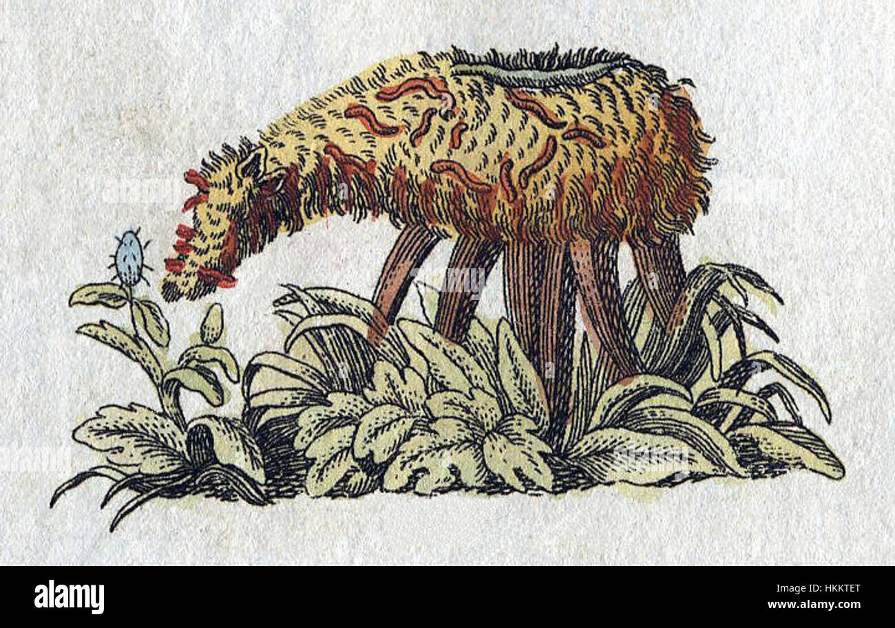 Vintage illustration of lamb hi-res stock photography and images - Alamy