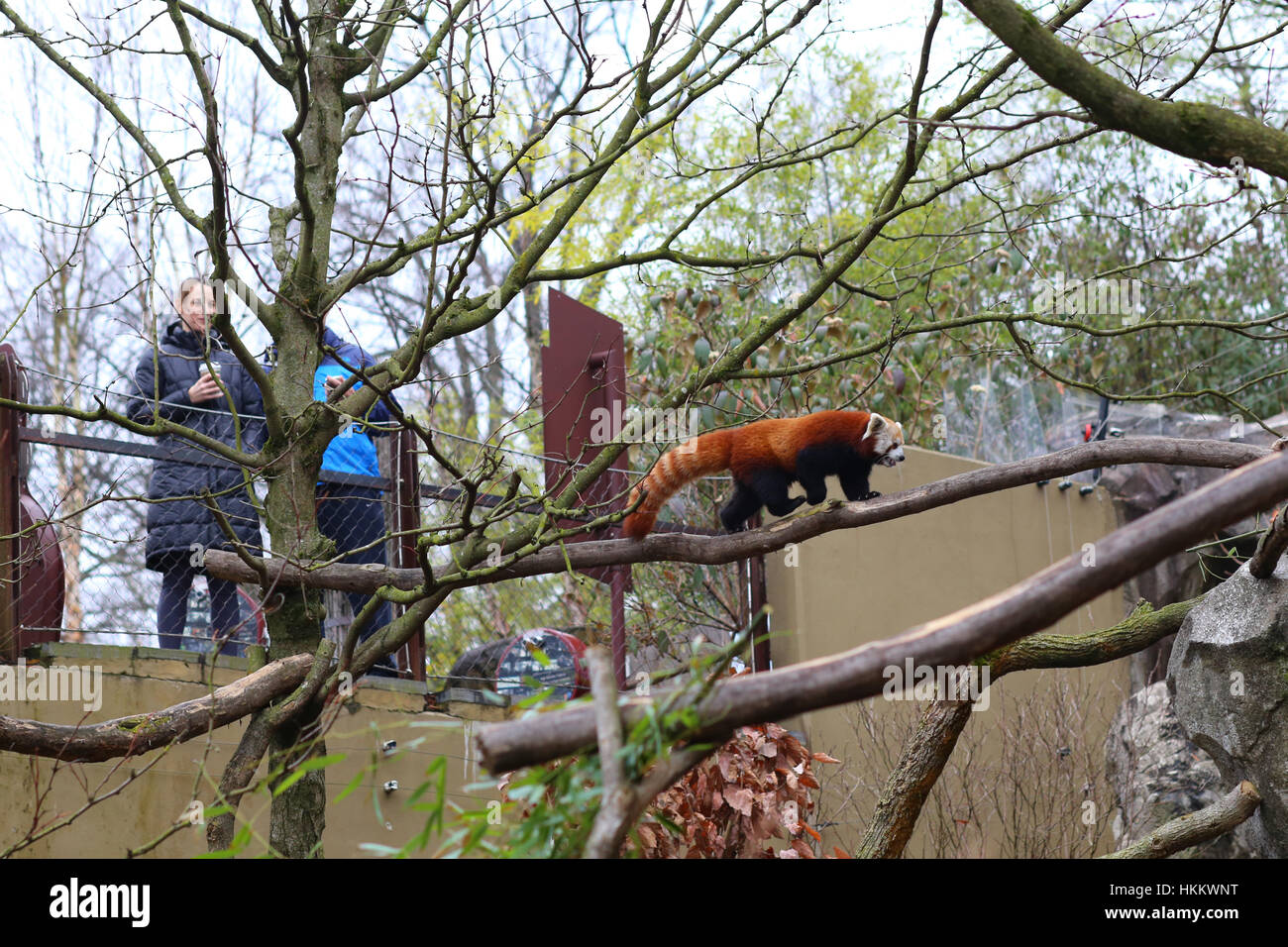 Zoo visitors watch a red panda climbing in the trees Stock Photo - Alamy