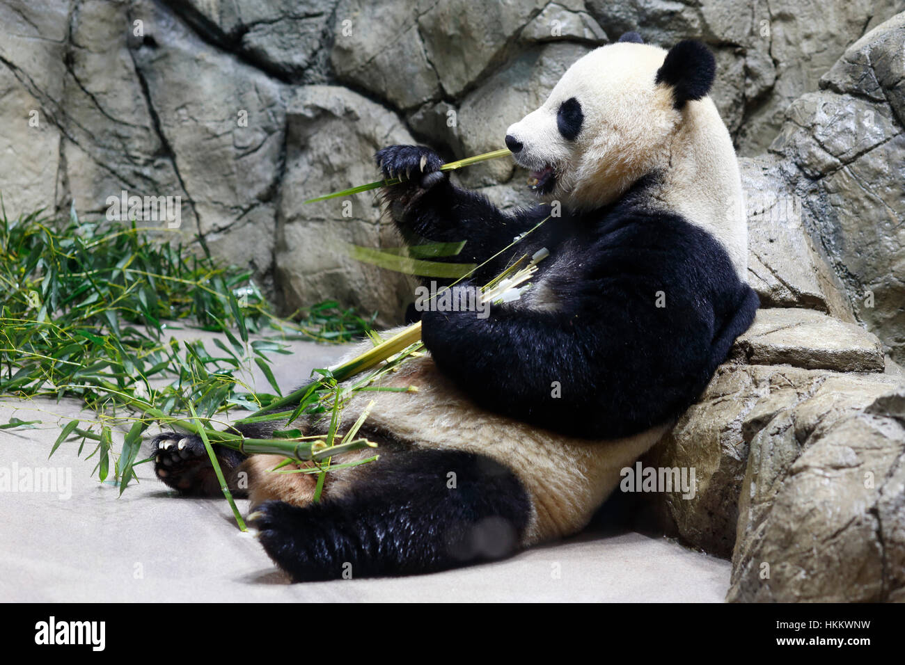 Panda on rock hi-res stock photography and images - Alamy