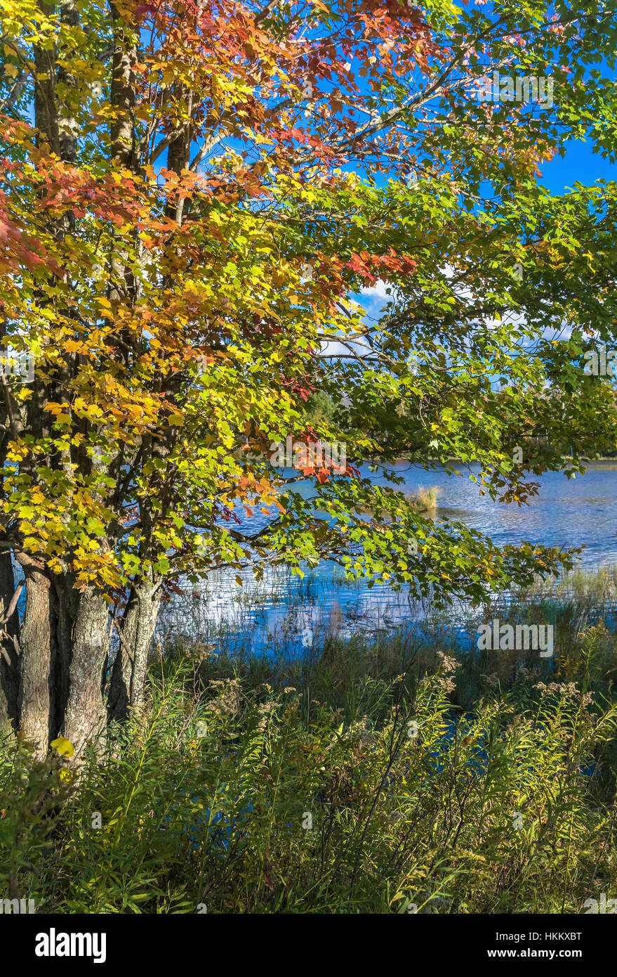 Autumn in northern Wisconsin Stock Photo - Alamy