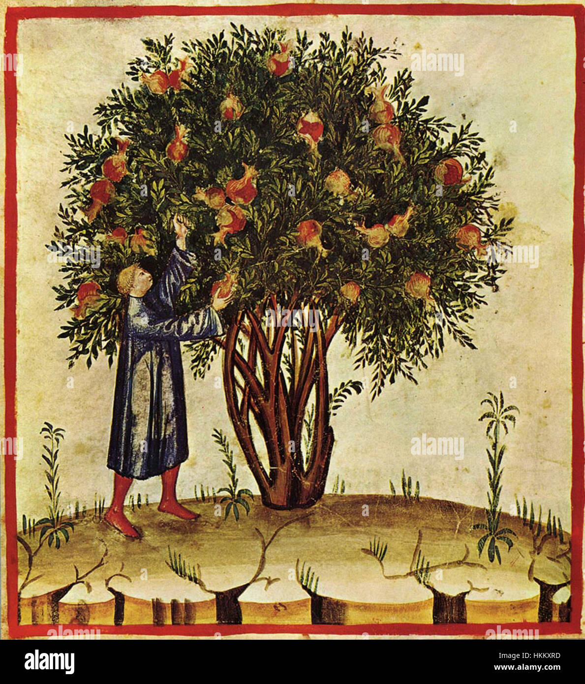 This illustration from *Taccuino Sanitatis* (Casanatense 4182) shows a ...