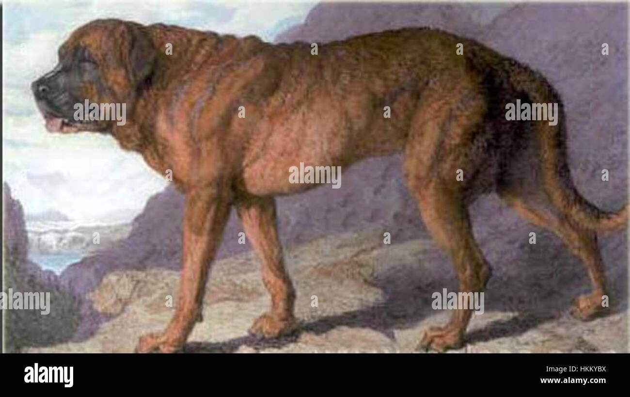 Rugged breeds hi-res stock photography and images - Alamy