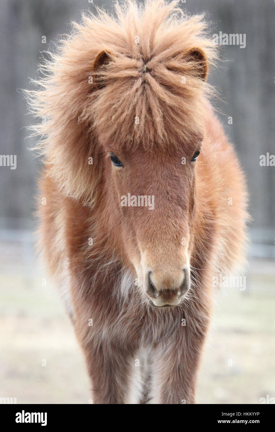 Fluffy Baby Horses