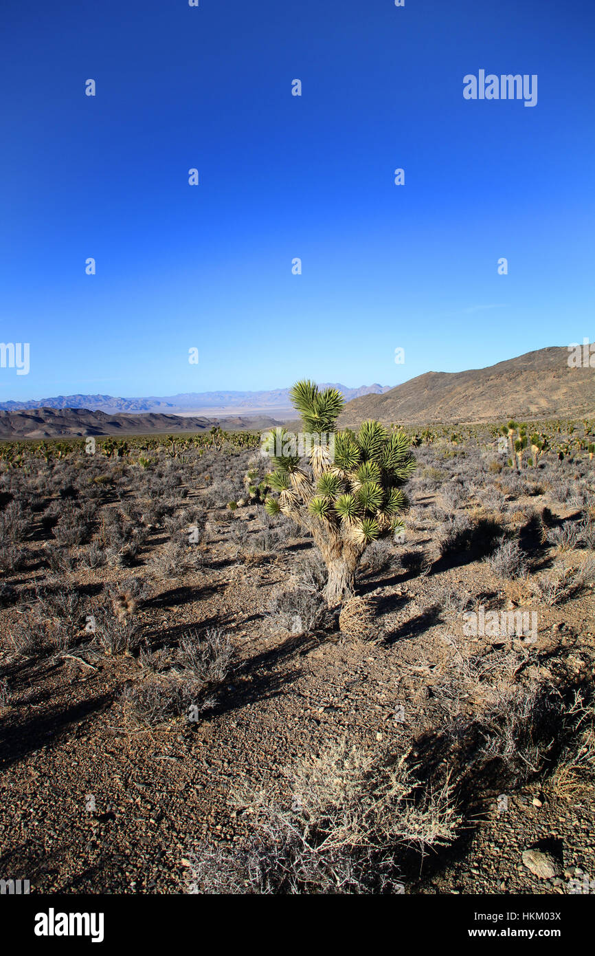 Nevada desert cactus hi-res stock photography and images - Alamy
