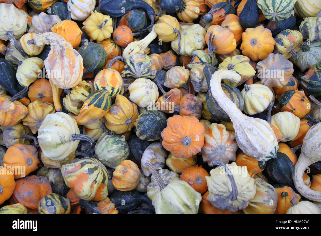 Ugly bumpy gourd hi-res stock photography and images - Alamy