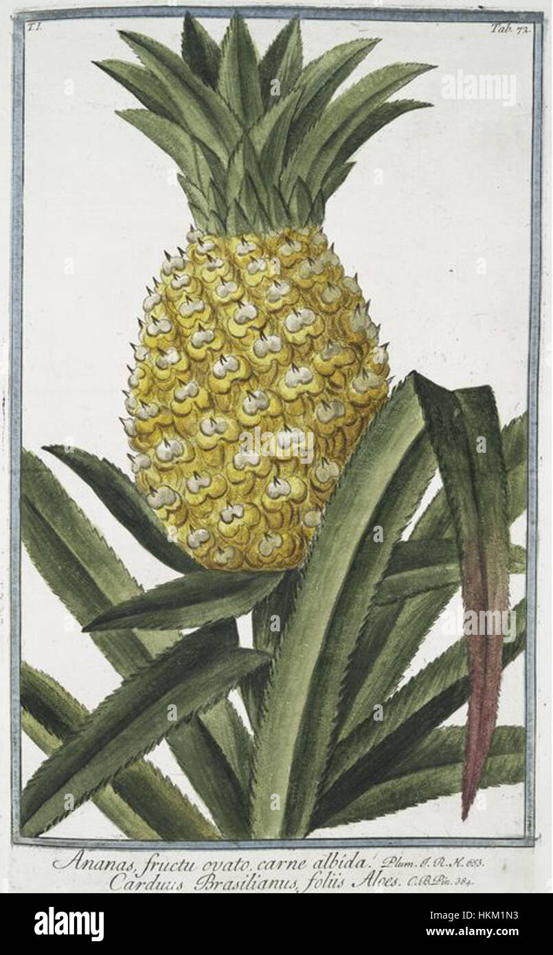 This botanical artwork titled 'Ananas comosus' depicts the pineapple ...