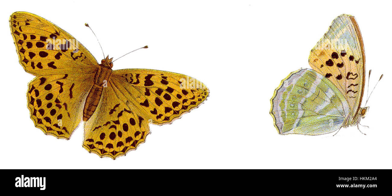'Argynnis paphia', commonly known as the Kaisermantel (Emperor ...