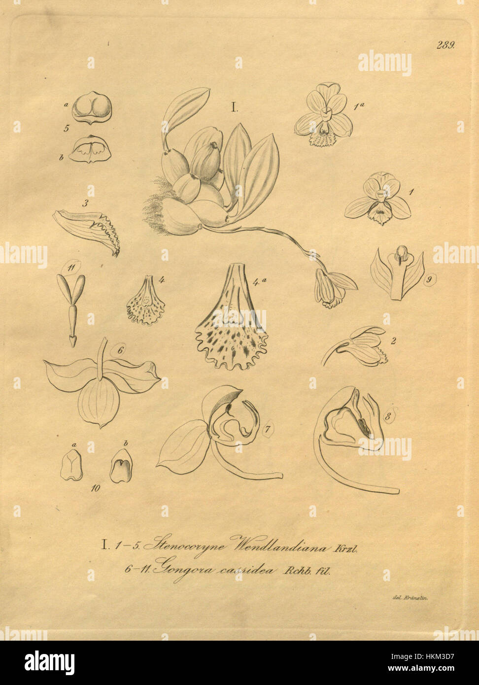 The artwork from Xenia Volume 3, Tab. 289, features Bifrenaria ...