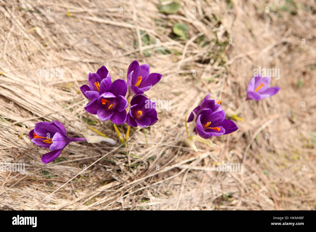 Blooming crocus in Carpathian mountains Stock Photo - Alamy