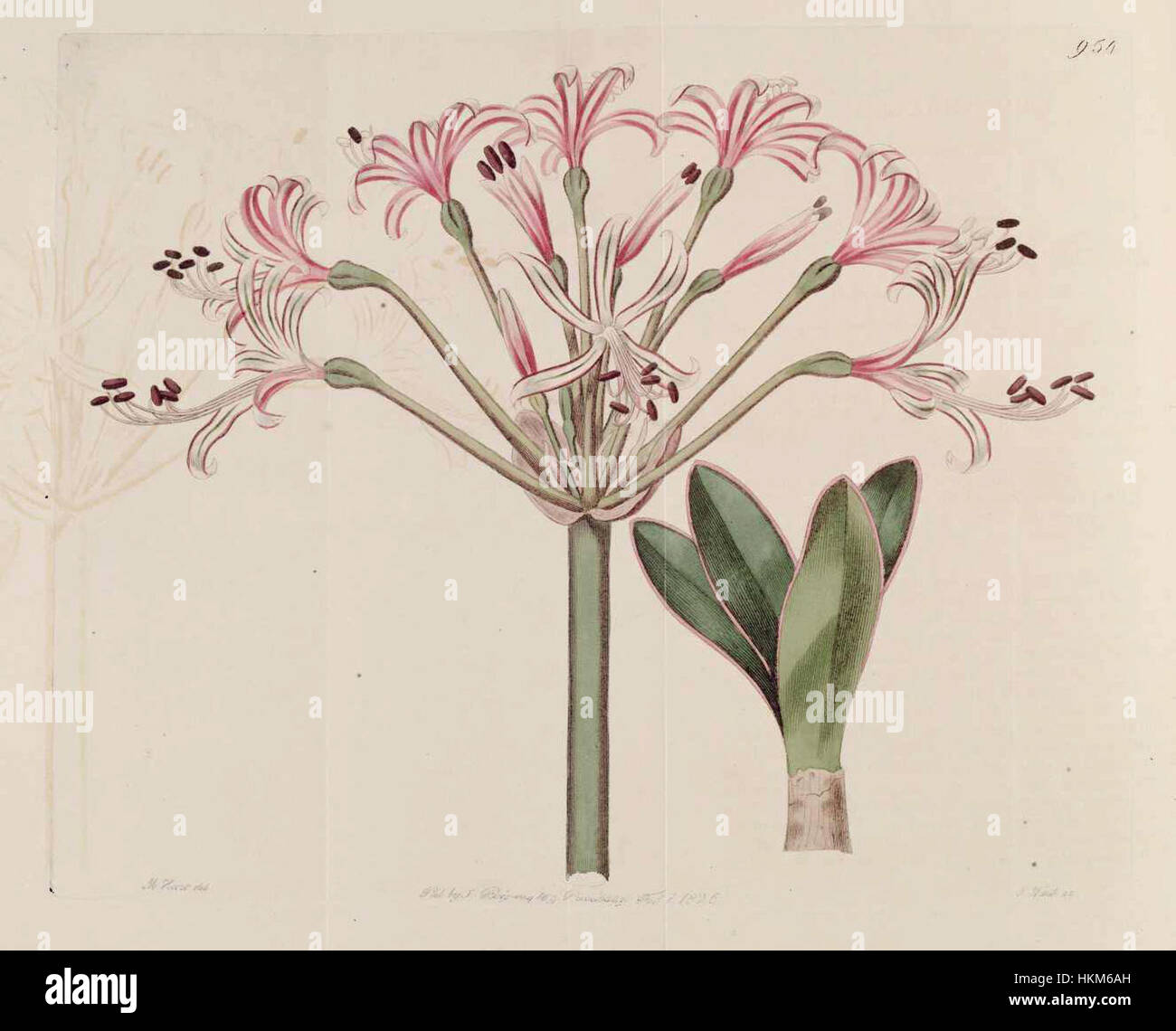 Brunsvigia nervosa is a species of flowering plant in the ...