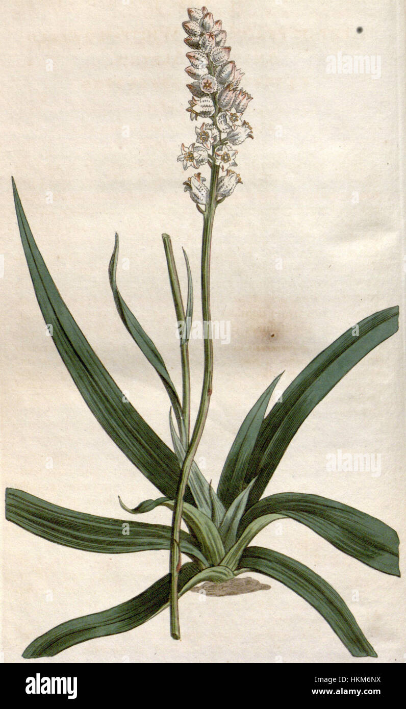 An image of Aletris farinosa, commonly known as colic-root, a perennial ...