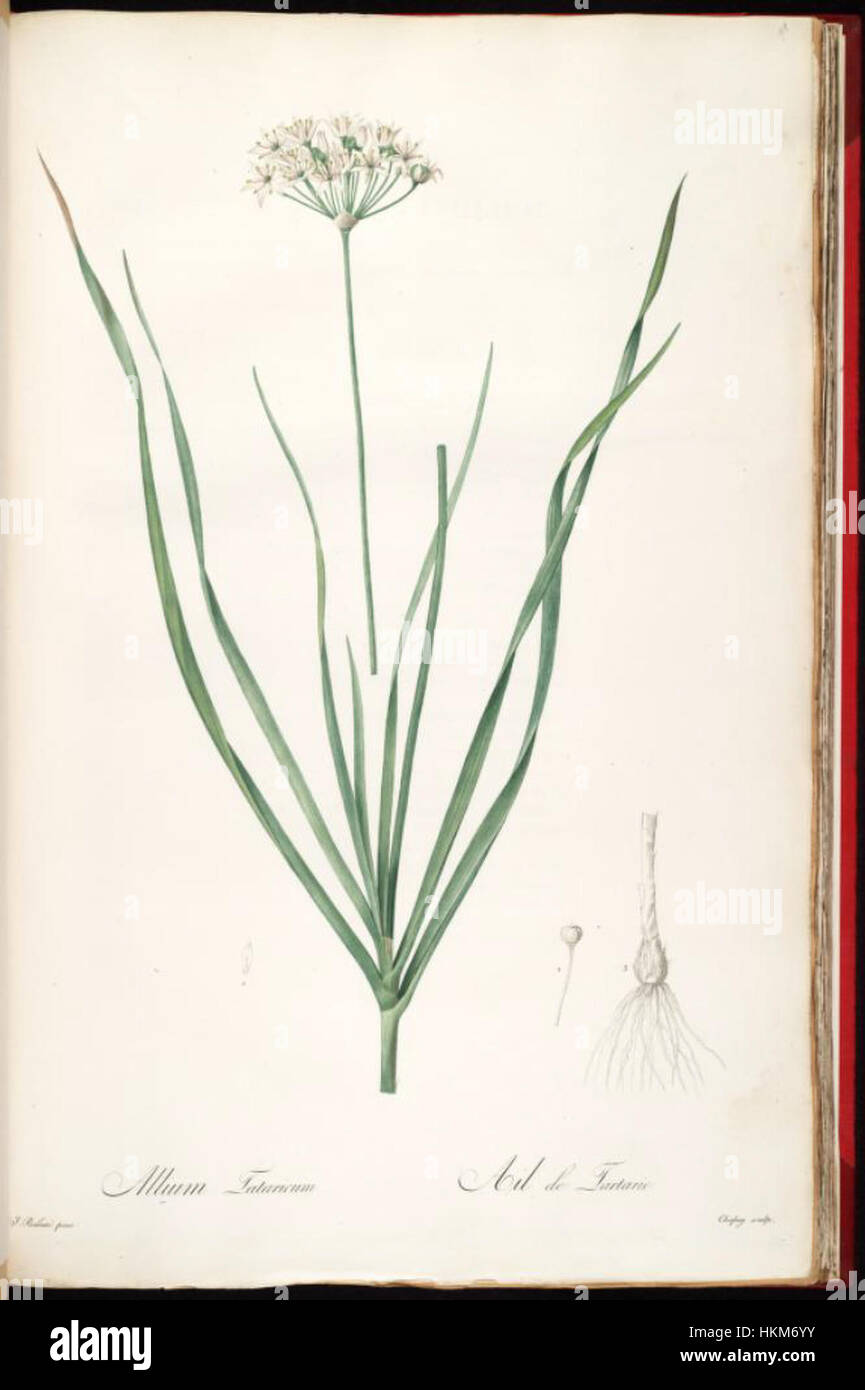 Allium Ramosum High Resolution Stock Photography and Images - Alamy