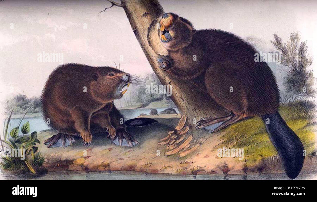 A painting by John James Audubon titled *Castor*, depicting a North ...