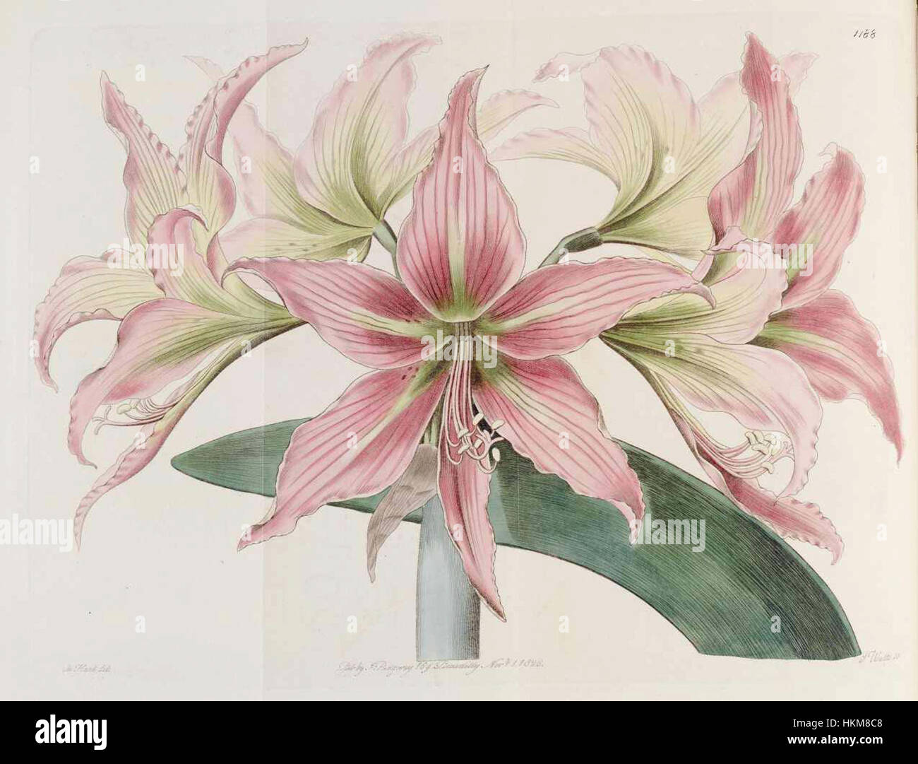 Hippeastrum striatum hi-res stock photography and images - Alamy
