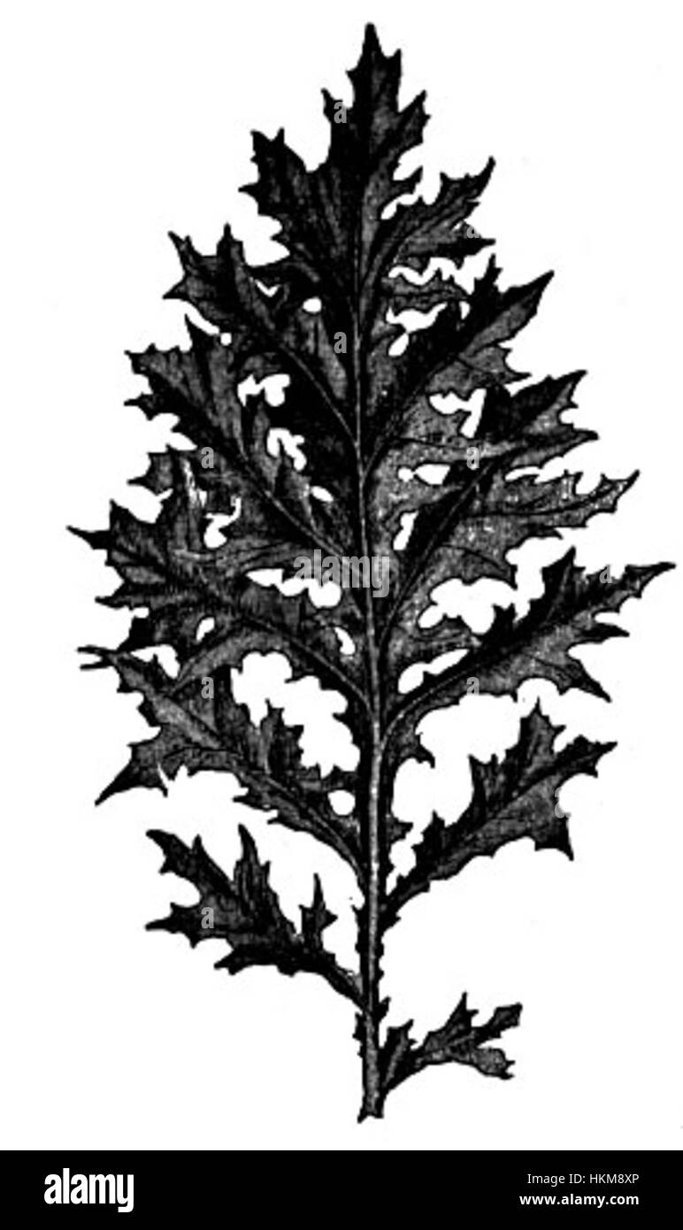 An artistic depiction of Acanthus, featuring intricate patterns ...