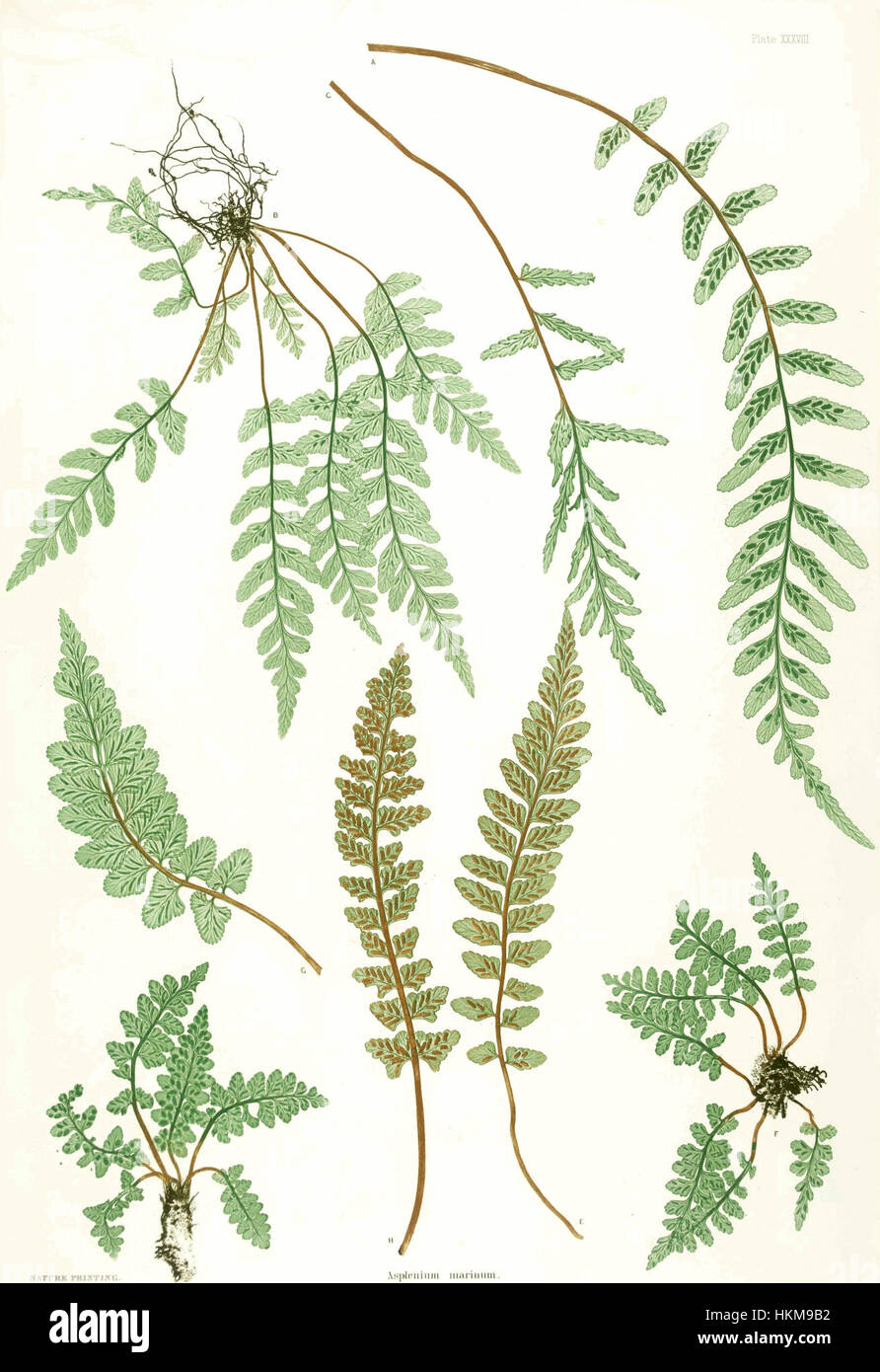 Marinum hi-res stock photography and images - Alamy