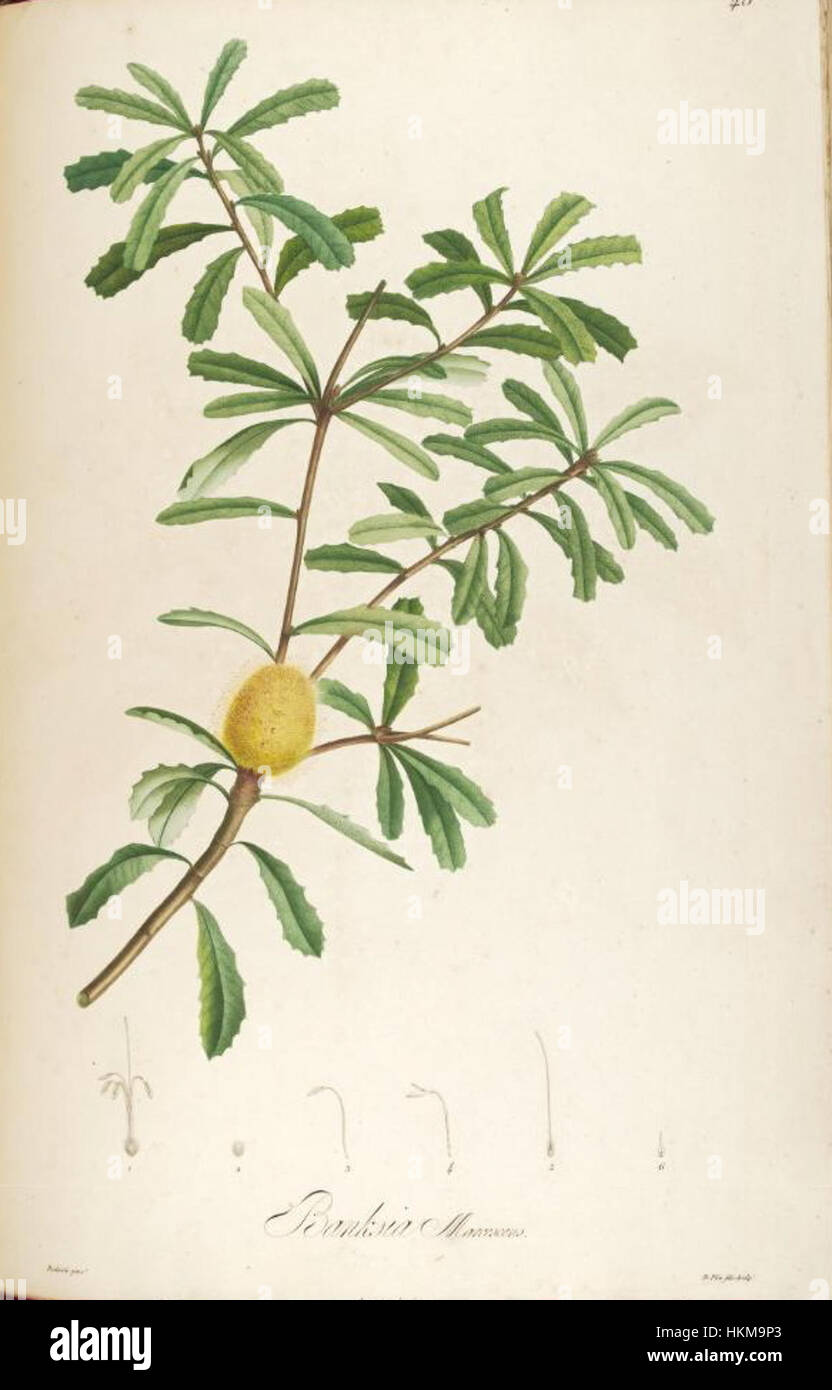 This botanical illustration depicts a Banksia marcescens, commonly ...
