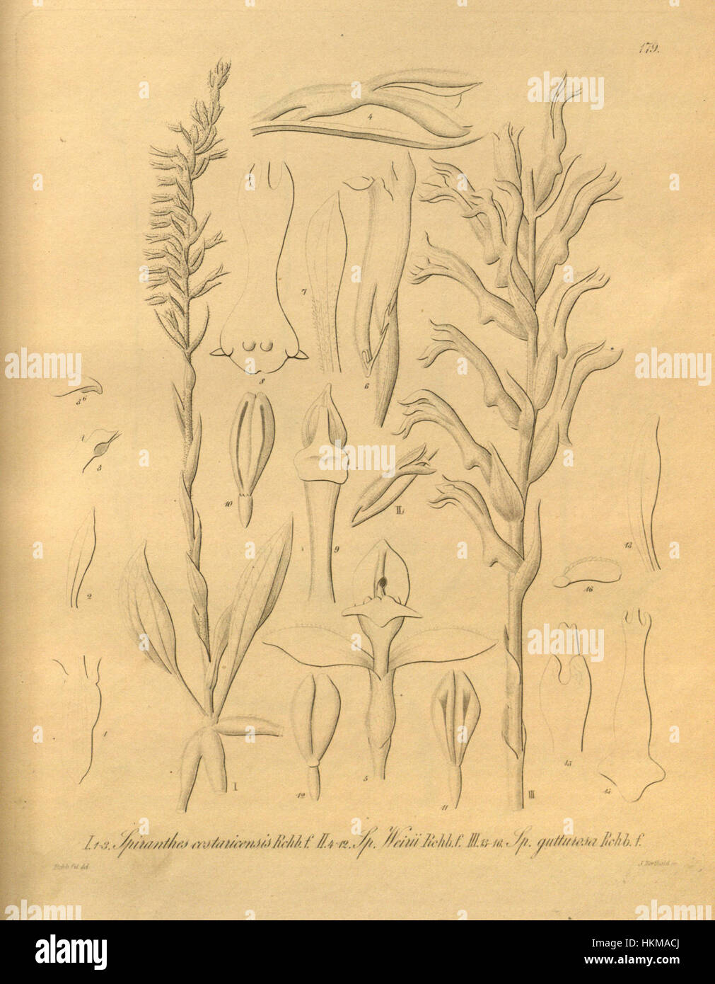 This illustration from *Xenia v. 2* (1874), tab. 179, depicts ...