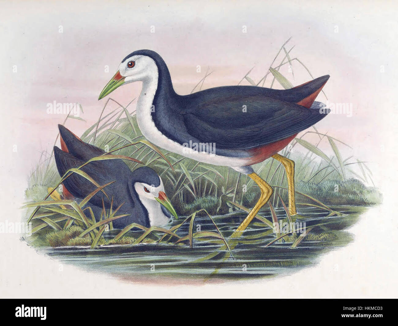 This artwork by Gould depicts the Amaurornis Phoenicurus, a species of ...