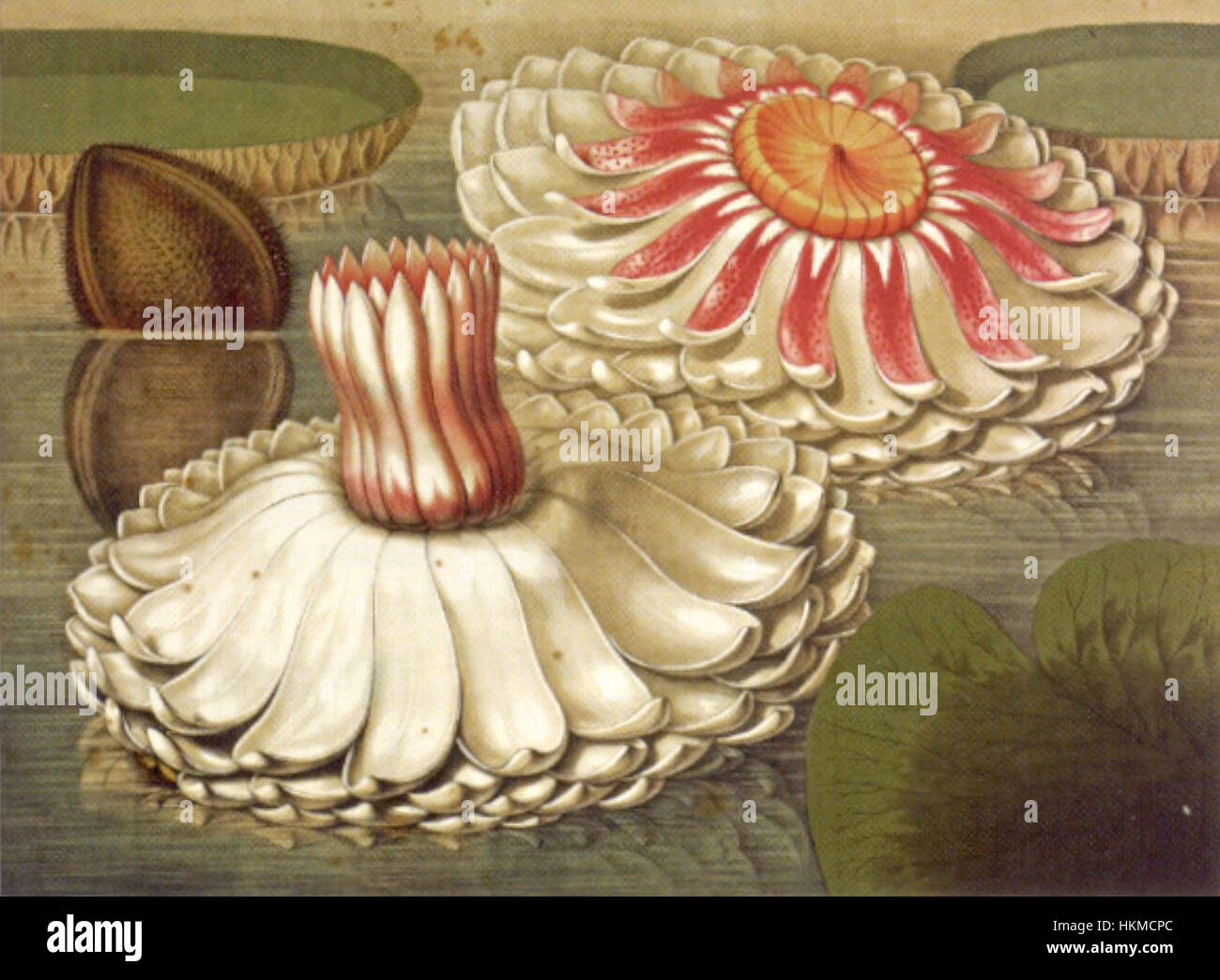 Priscilla Susan Buryâ€™s 1831 botanical illustration *Lily* from *A ...