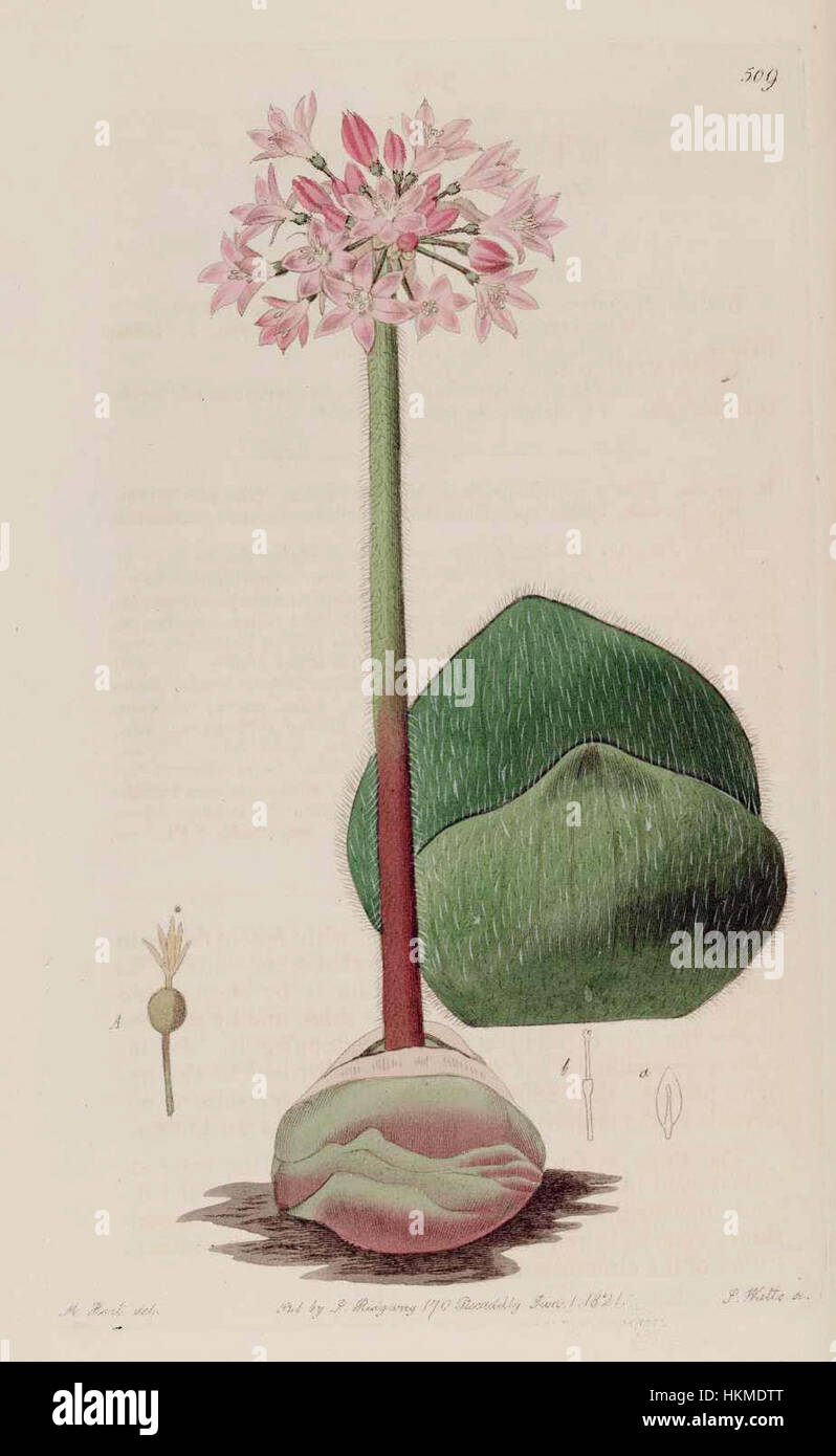 Carneus hi-res stock photography and images - Alamy