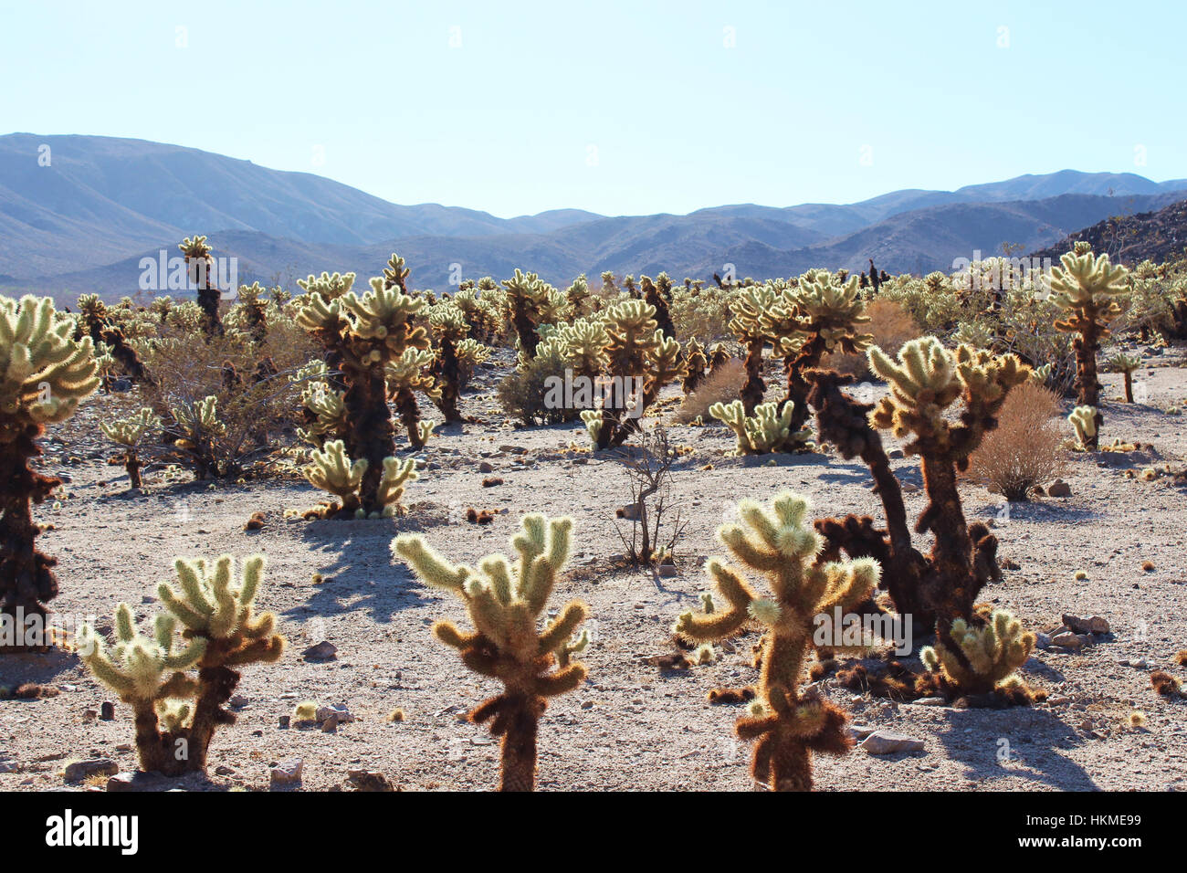 Large cluster of Cholla cacti at the Cholla Cactus Garden loop in ...
