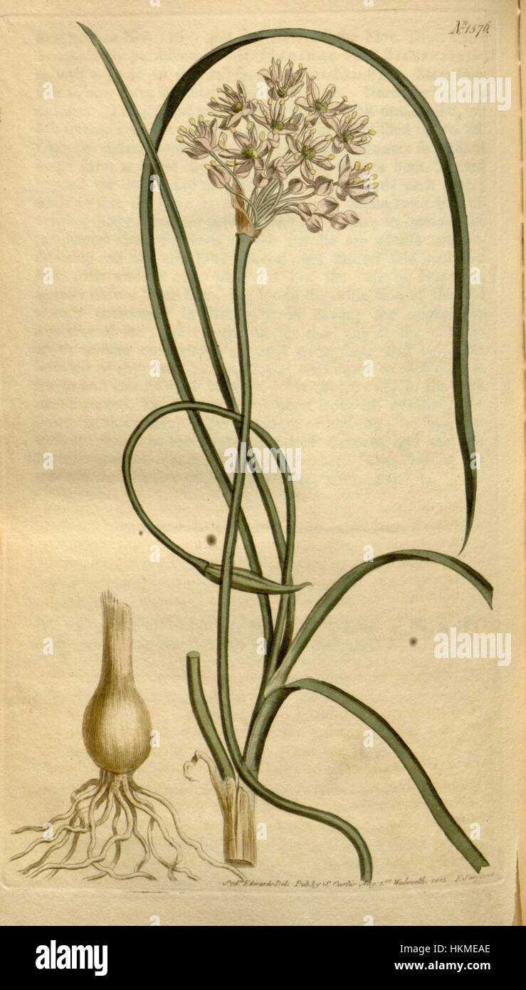 An 1813 botanical illustration of Allium stellatum, featured in the ...