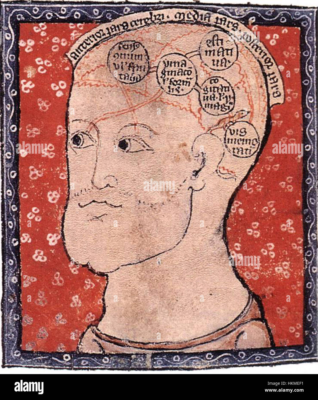 A 14th-century illustration showing a diagram of the human brain ...