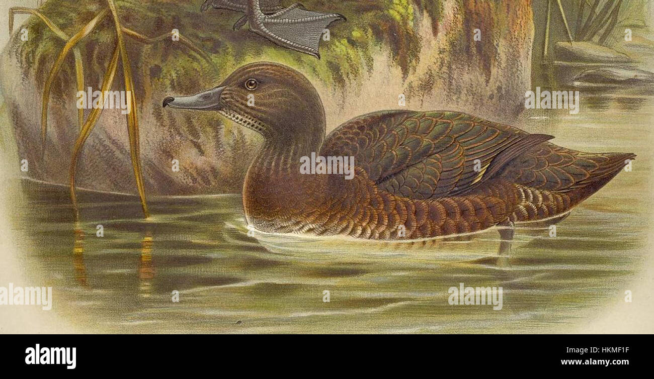 A detailed painting of Anas aucklandica, commonly known as the Auckland ...