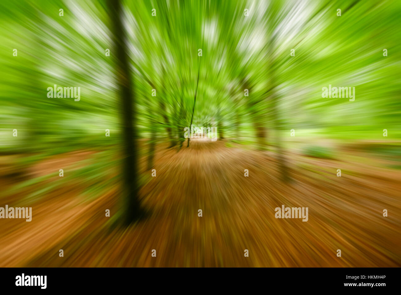 movement of perspective in the forest with fresh green leaves in spring ...